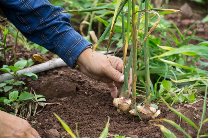 This Is How To Harvest Ginger Without Bruising Or Damaging The Plant ...