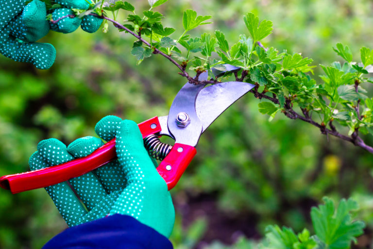 Prune Gooseberry Bushes Like This To Produce A Much Bigger Crop Overall ...