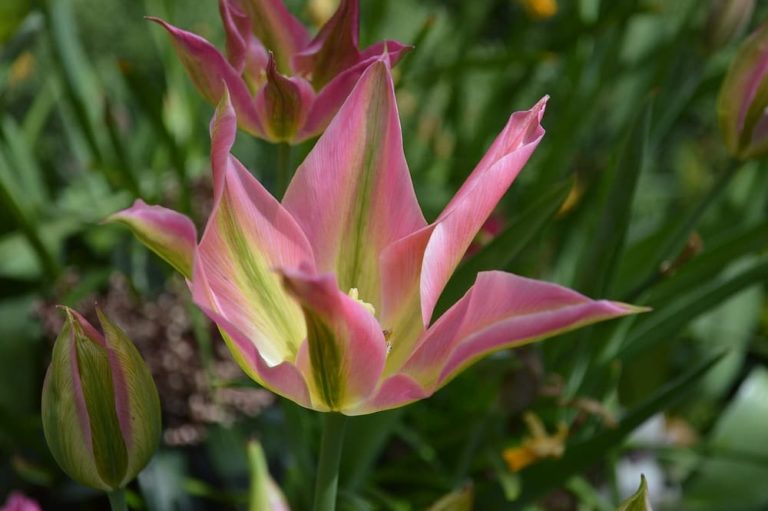 16 Incredible Tulip Divisions With Pictured Varieties And Different ...