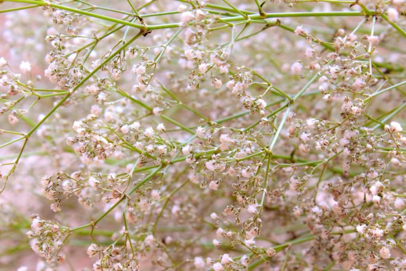 11 Ornate Gypsophila Varieties Including Florist’s Gyp - 'This Genus ...