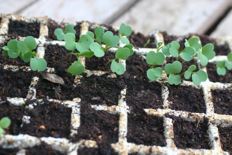 How To Grow Rocket In Your Garden | Horticulture.co.uk