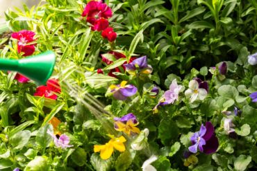 Viola: Following These Care Guidelines Will Prolong Their Long ...