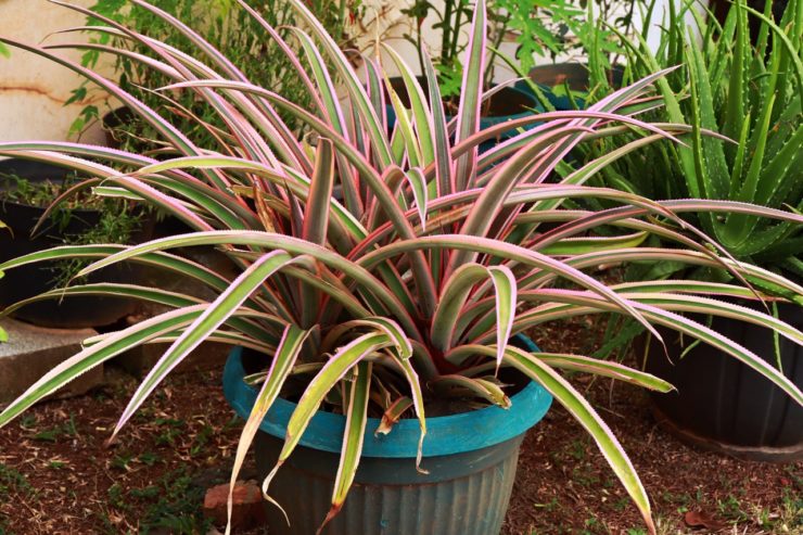 Phormiums Can Thrive When Grown In Pots - Experts Recommend These ...