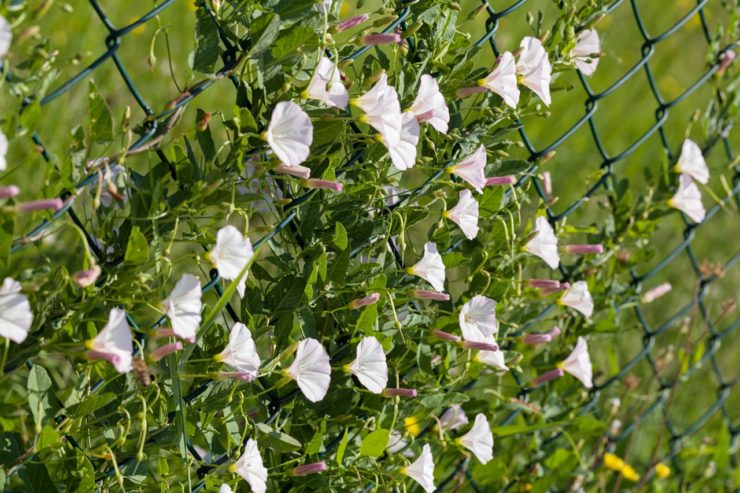 Bindweed Can Very Quickly Get Out Of Control - Why Weedkiller Is Not ...
