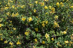 13 Hypericum Varieties | Horticulture Magazine