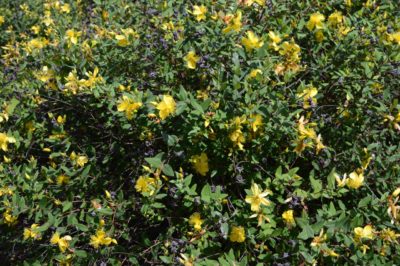 13 Favourite St John's Wort Varieties From This Genus Of 400+ Plants ...