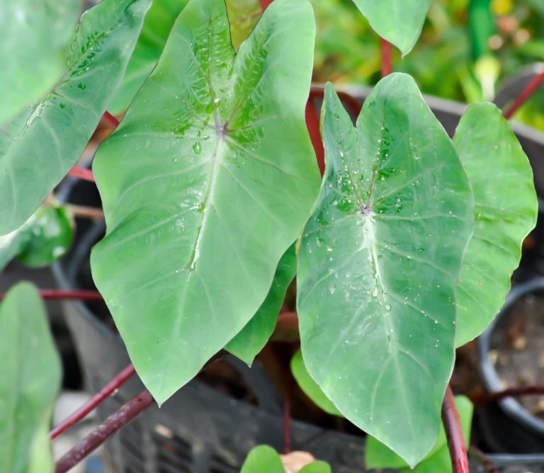 'Black Magic' To 'White Lava' - Here's 15 Taro Types Loved By ...