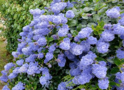 20 Vivid Ceanothus Types In A Spectrum Of Cool Blue, White And Pink ...