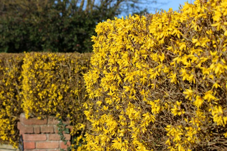 Prune Forsythia In Spring Say Gardeners, Immediately After They've ...