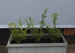 Grow Sweet Box For Winter Interest In The Colder Months ...