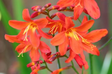 15 Knockout Crocosmia Varieties With Advice From An Experienced Grower ...