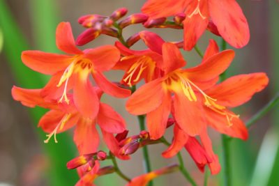 15 Knockout Crocosmia Varieties With Advice From An Experienced Grower ...