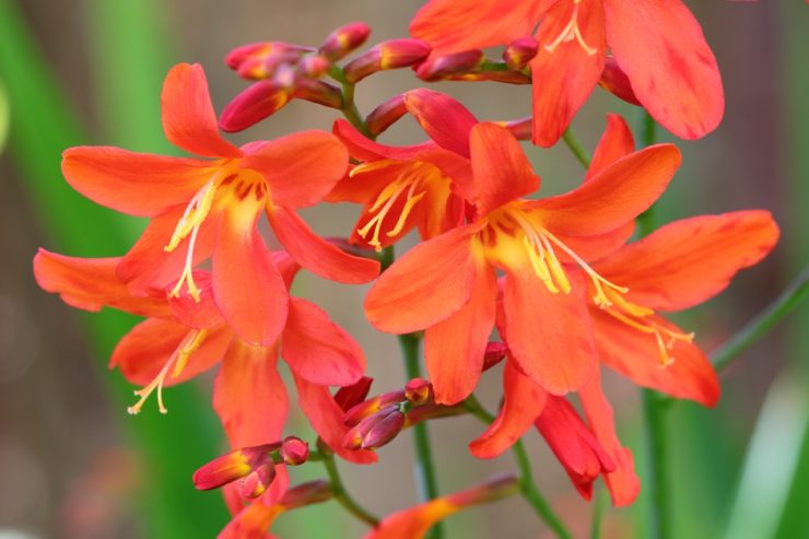 15 Knockout Crocosmia Varieties With Advice From An Experienced Grower ...