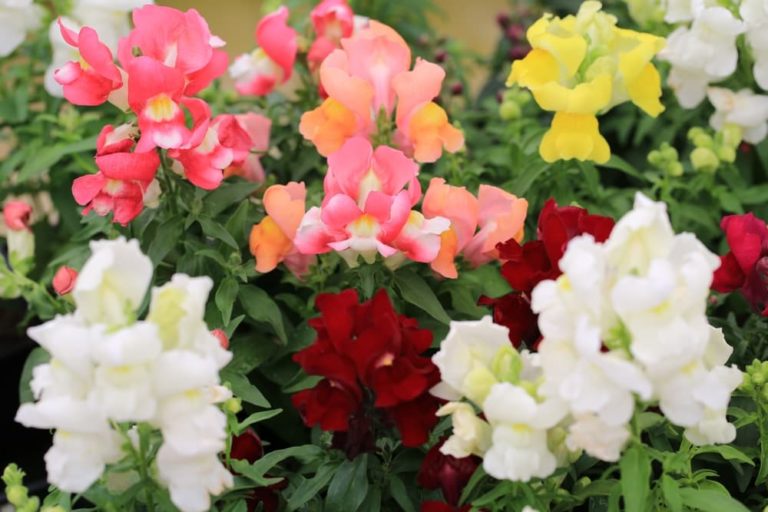 These Are The Conditions You Need To Grow Snapdragons Say ...