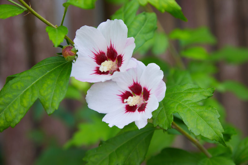 Achieve A Charming Cottage Garden Aesthetic With These 14 Tree Mallows ...