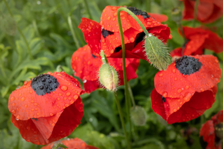 Poppy Plant Care Needn't Be An Exact Science, But These Tips Can Help ...