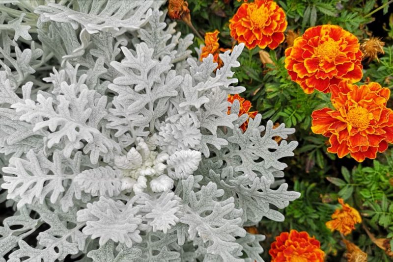 Cineraria: Clearing Up Some Confusion When Growing Either Plant Type ...