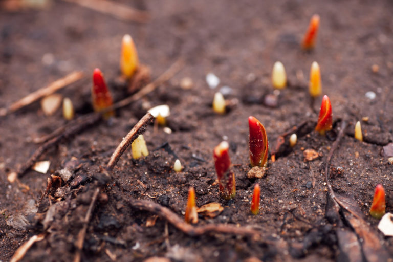 Tree Peonies Look Phenomenal At The Rear Of A Border: This Is How You ...