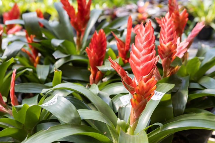 12 Interesting Bromeliad Varieties That Are Award Of Garden Merit (AGM ...