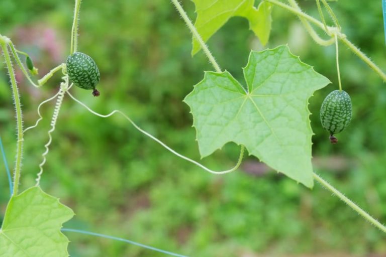How To Grow & Care For Cucamelon Plant | Horticulture