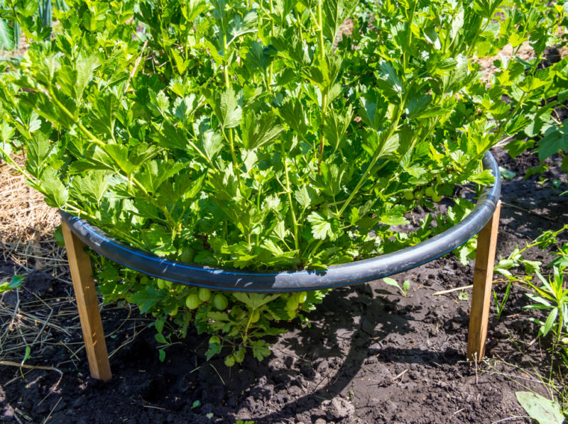 Prune Gooseberry Bushes Like This To Produce A Much Bigger Crop Overall ...