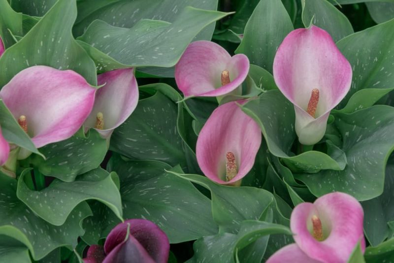 20 Gorgeous Arum Lily Varieties | Horticulture.co.uk