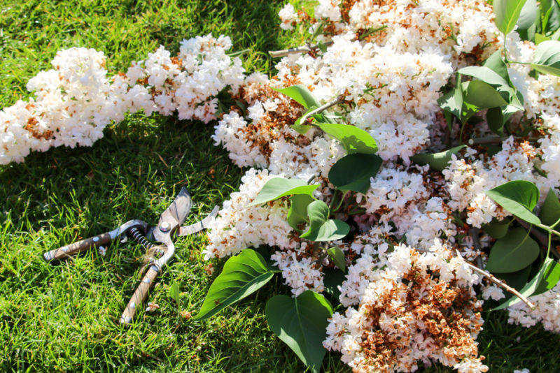 Regular Rejuvenation Pruning Helps Prevent Lilac Becoming Unsightly And ...