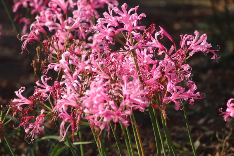 How Experts Grow Guernsey Lilies With Tips From Two Respected Nerine ...
