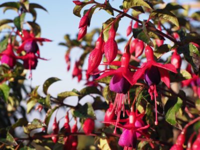 Hardy Fuchsia Societies Share Their Growing Tips For Getting The Most ...