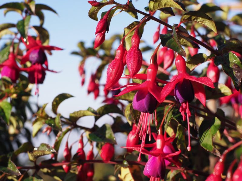 Hardy Fuchsia Societies Share Their Growing Tips For Getting The Most ...