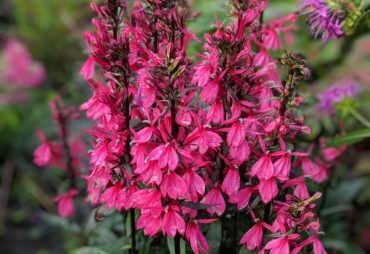 Lobelia Is An Astonishingly Diverse Genus - Here Are 14 Hand-Picked ...