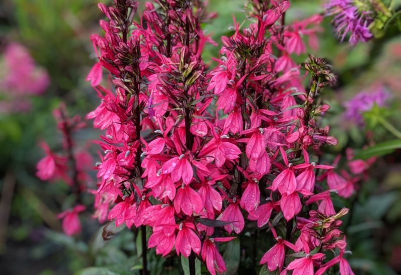 Lobelia Is An Astonishingly Diverse Genus - Here Are 14 Hand-Picked ...