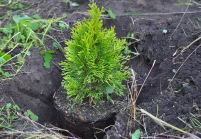 Arborvitae 'Thuja' Care & Growing Tips | Horticulture.co.uk
