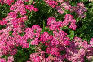 15 Achillea 'Yarrow' Varieties To Grow | Horticulture.co.uk