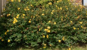 13 Hypericum Varieties | Horticulture Magazine
