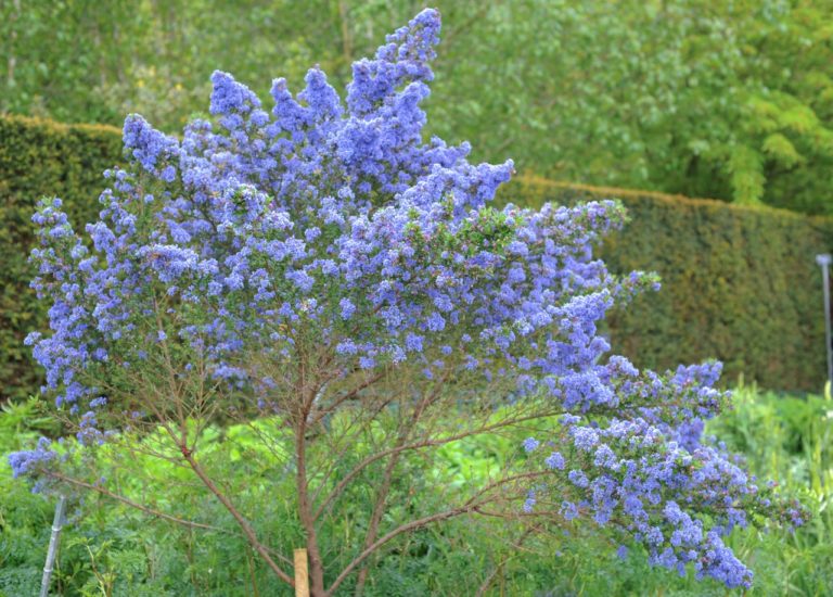 20 Vivid Ceanothus Types In A Spectrum Of Cool Blue, White And Pink ...