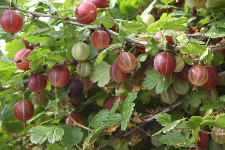 Horticulturists Recommend 12 Gooseberry Varieties With Culinary And ...
