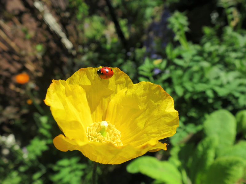 Poppy Plant Care Needn't Be An Exact Science, But These Tips Can Help ...