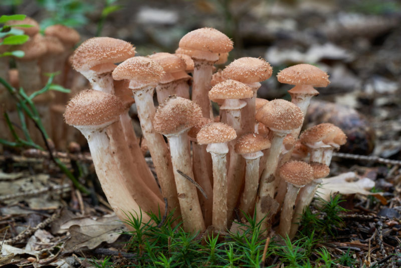 Honey Fungus Can Target The Roots Of Woody Plants - Here's How To ...