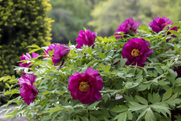 Tree Peonies Look Phenomenal At The Rear Of A Border: This Is How You ...