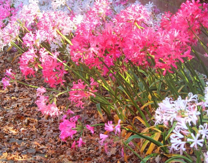 How Experts Grow Guernsey Lilies With Tips From Two Respected Nerine ...