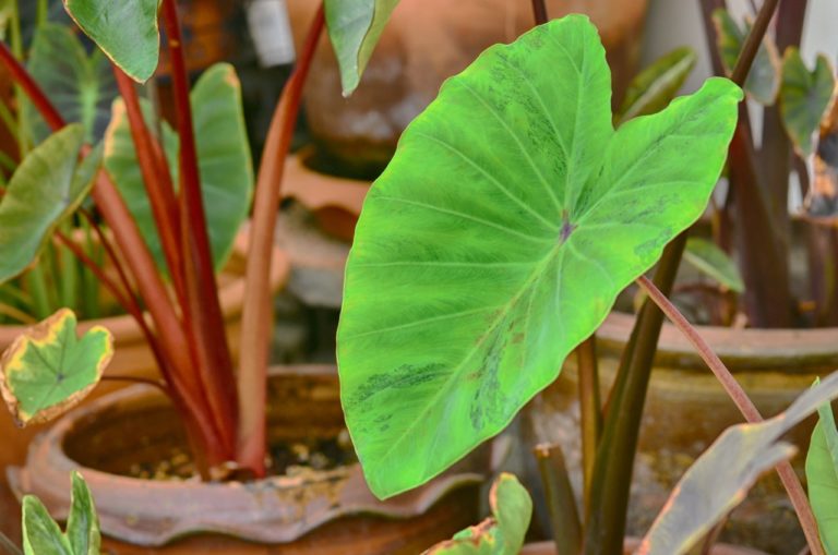 'Black Magic' To 'White Lava' - Here's 15 Taro Types Loved By ...