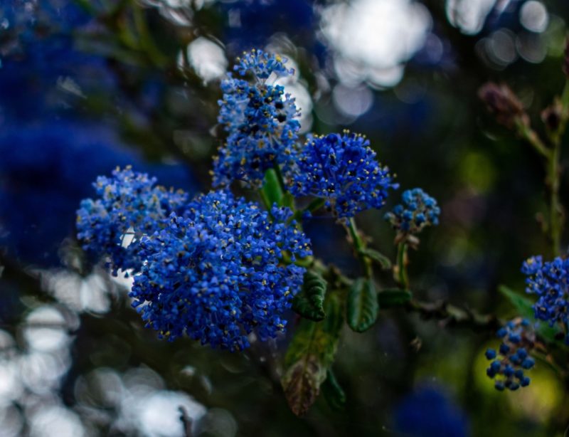 20 Vivid Ceanothus Types In A Spectrum Of Cool Blue, White And Pink ...