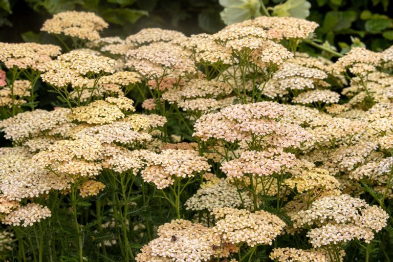 These 15 Self-Seeding Yarrow Varieties Are A Dream For Organic ...