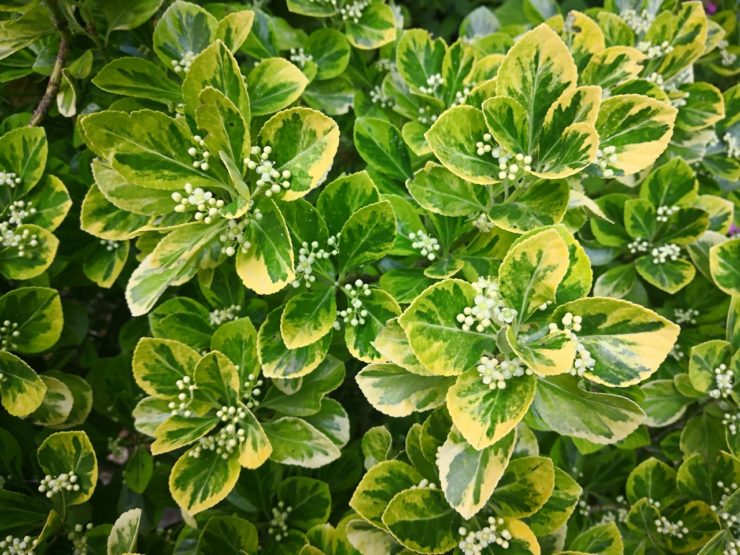 ‘Emerald Gaiety’ And 'Pink Delight' - Here's 15 Euonymus Shrubs In ...