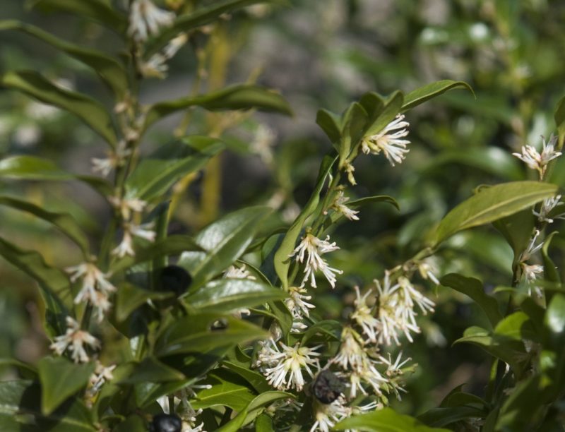 Sarcococca Confusa 'Sweet Box' Care | Horticulture.co.uk