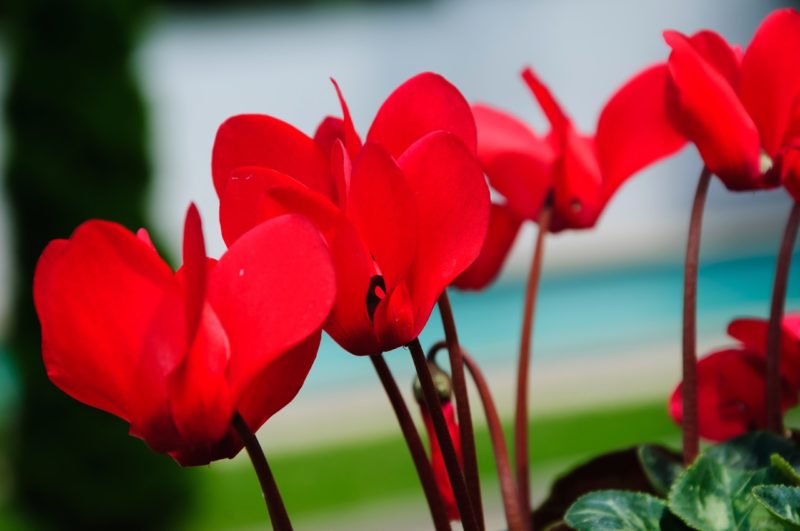 8 Ravishing Red Cyclamen Varieties Including Elizabeth Waddington's ...