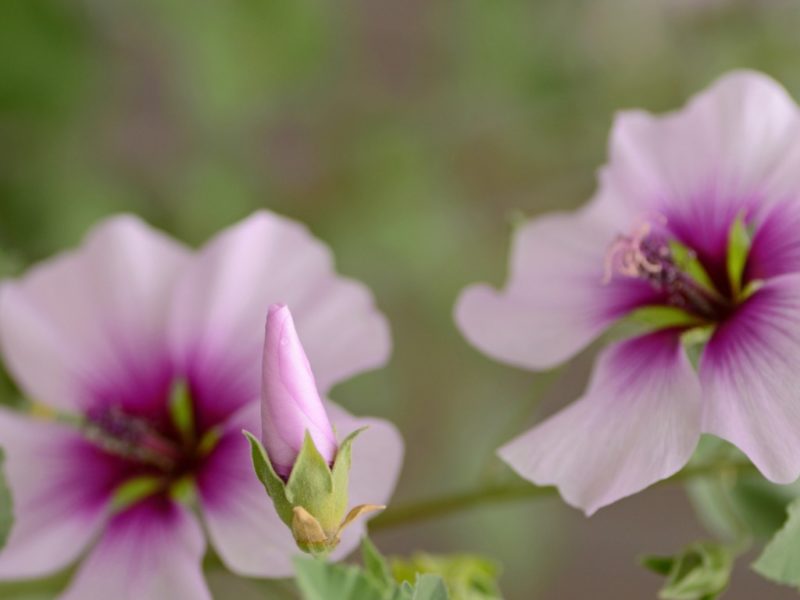 Achieve A Charming Cottage Garden Aesthetic With These 14 Tree Mallows ...