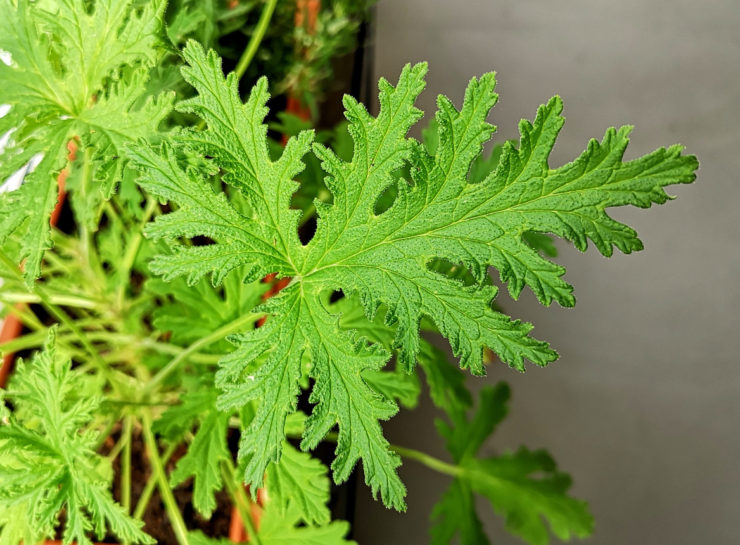 Citronella Plant (Pelargonium Citrosum) - Containers Are A Must For ...