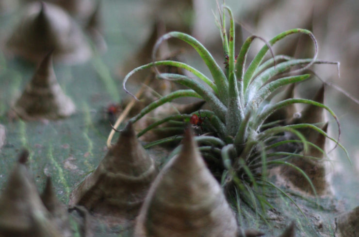 Bromeliad Houseplant Growing Tips Explain How To Make Yours Bloom ...